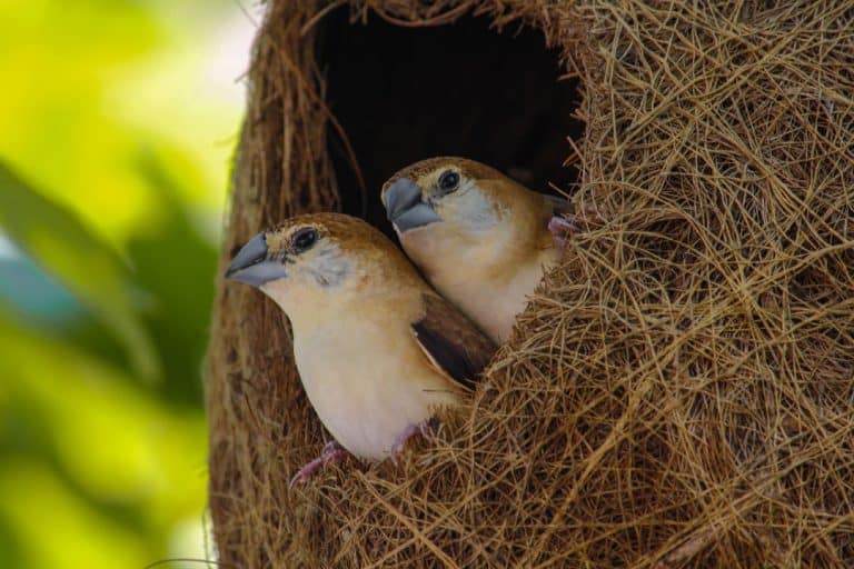 How to Attract Birds With Nesting Boxes: Ultimate Guide for Success - Birds