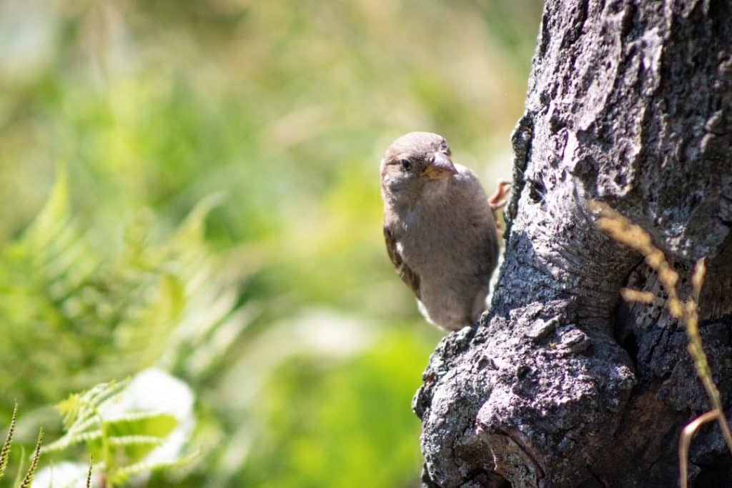 How to Create a Natural Looking Wild Bird Perch: Easy Tips - Birds