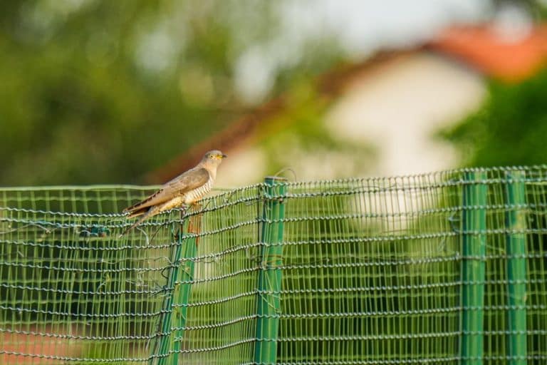 How to Install Bird Netting to Protect Fruit: Easy Step-by-Step Guide ...