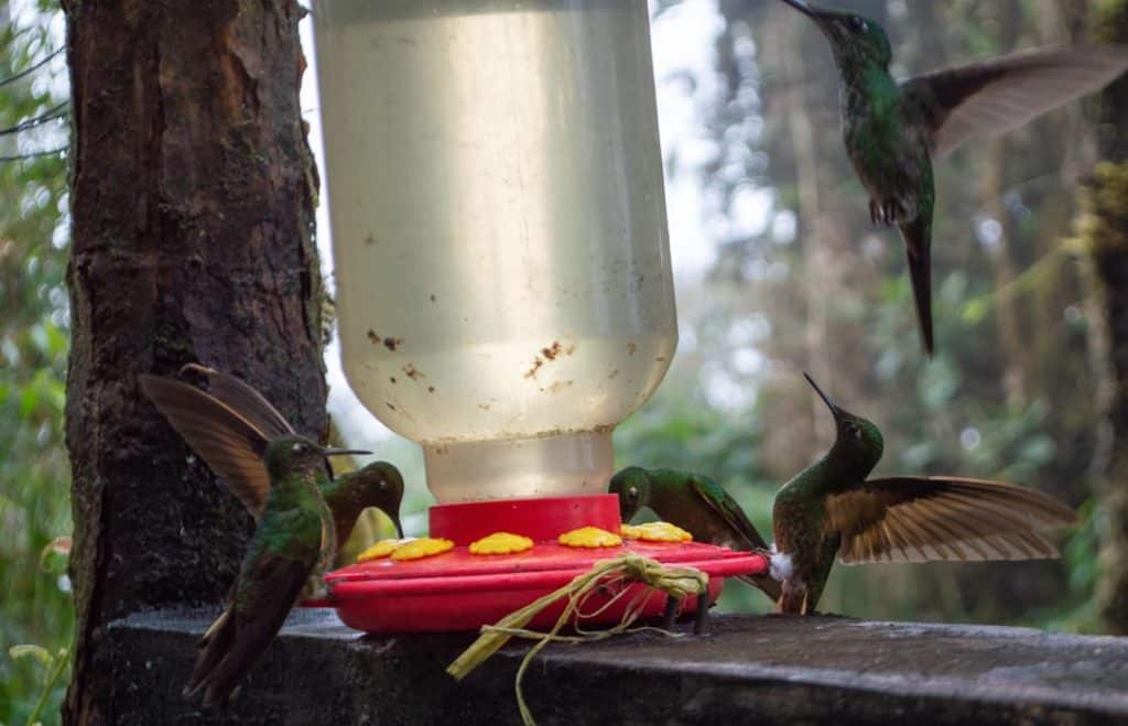 How to Make Bird Feeder Predator Proof: Ultimate Safety Tips - Birds