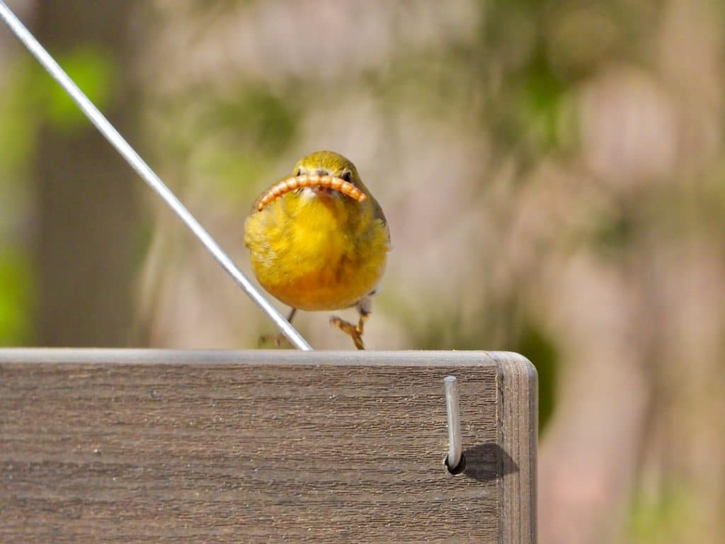 How to Make a Free Standing Bird Perch: Easy DIY Guide - Birds
