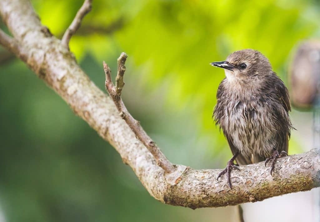 How to Protect Yourself from Bird Droppings the Right Way