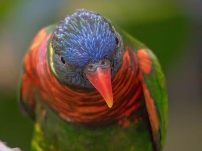 List of Endangered Birds: Stunning Species at Risk Today - Birds