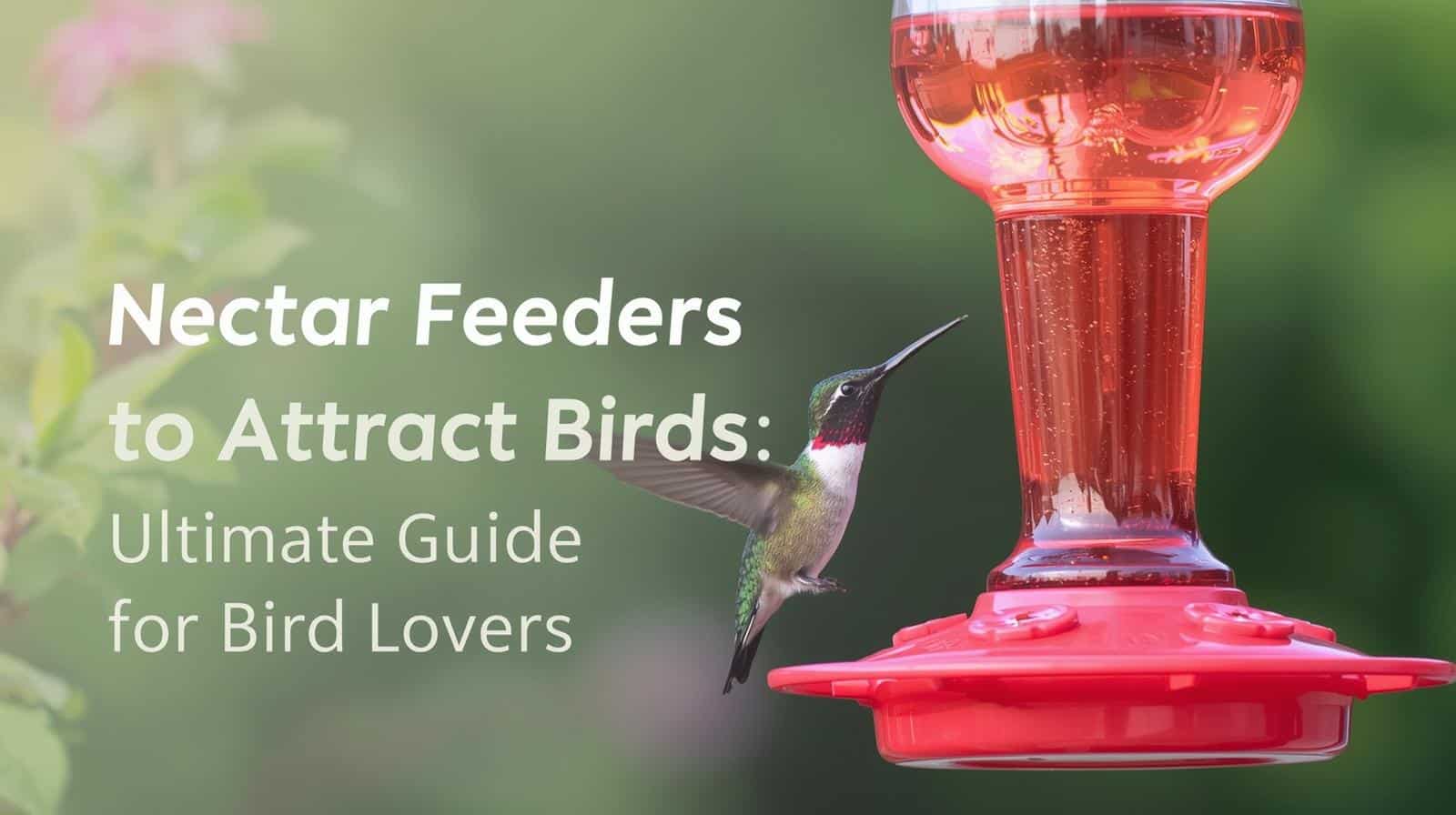 Nectar Feeders to Attract Birds: Ultimate Guide for Bird Lovers - Birds