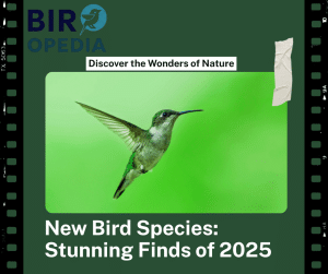 New Bird Species: Discover the Most Stunning Finds of 2025 - Birds