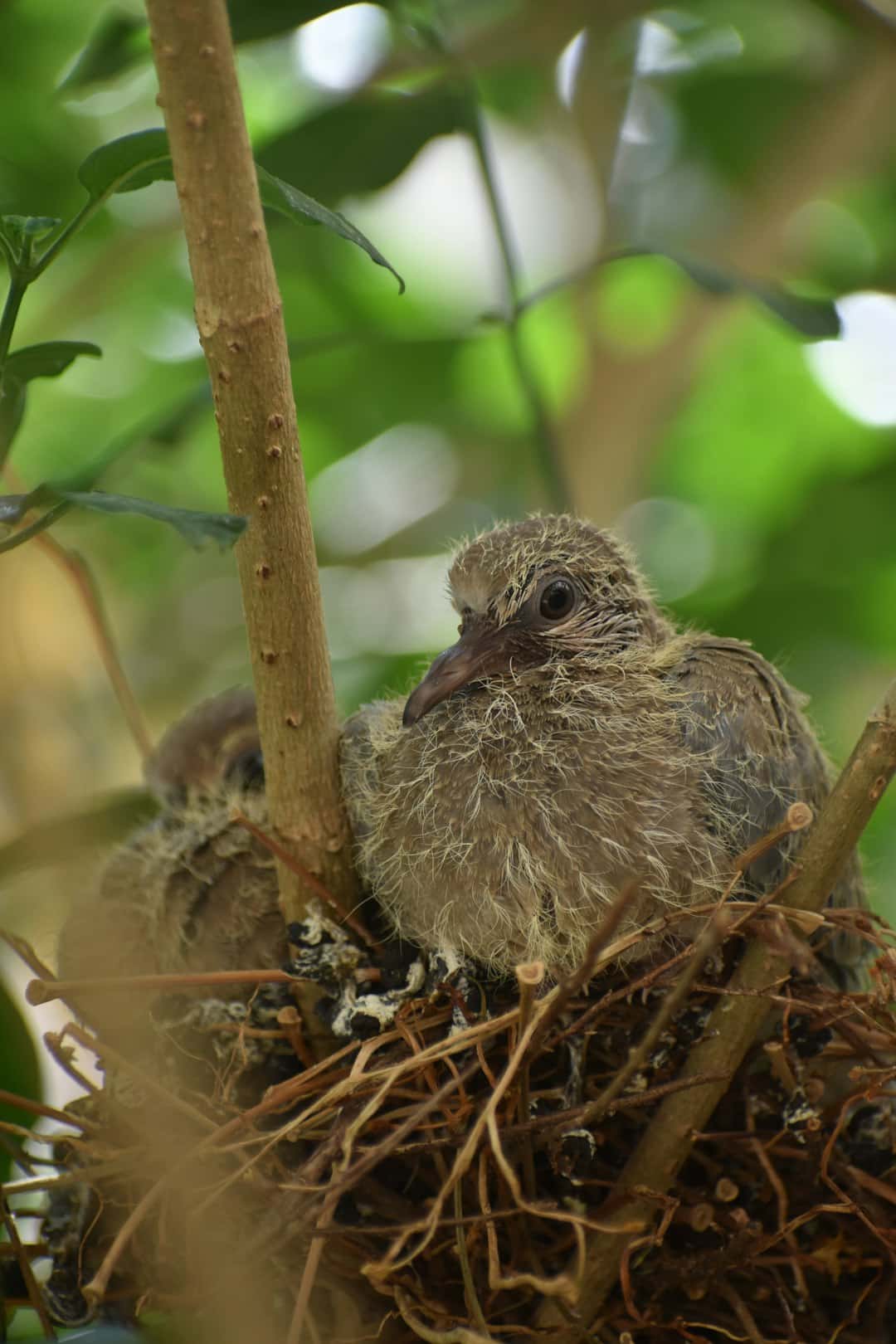 Open Cup Nesting Birds: Ultimate Guide to Identification & Care - Birds