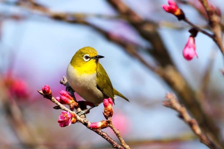 Spring Bird Migration: Ultimate Guide to Spectacular Sightings - Birds