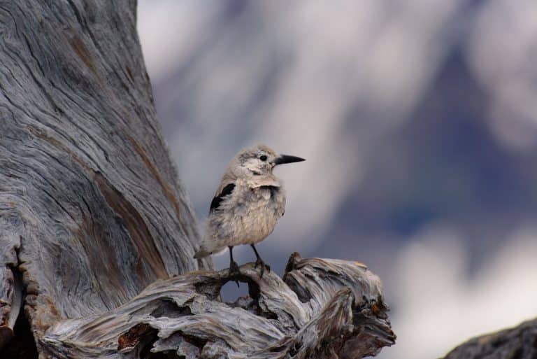 State Bird of Colorado: Discover the Iconic Lark Bunting’s Charm - Birds