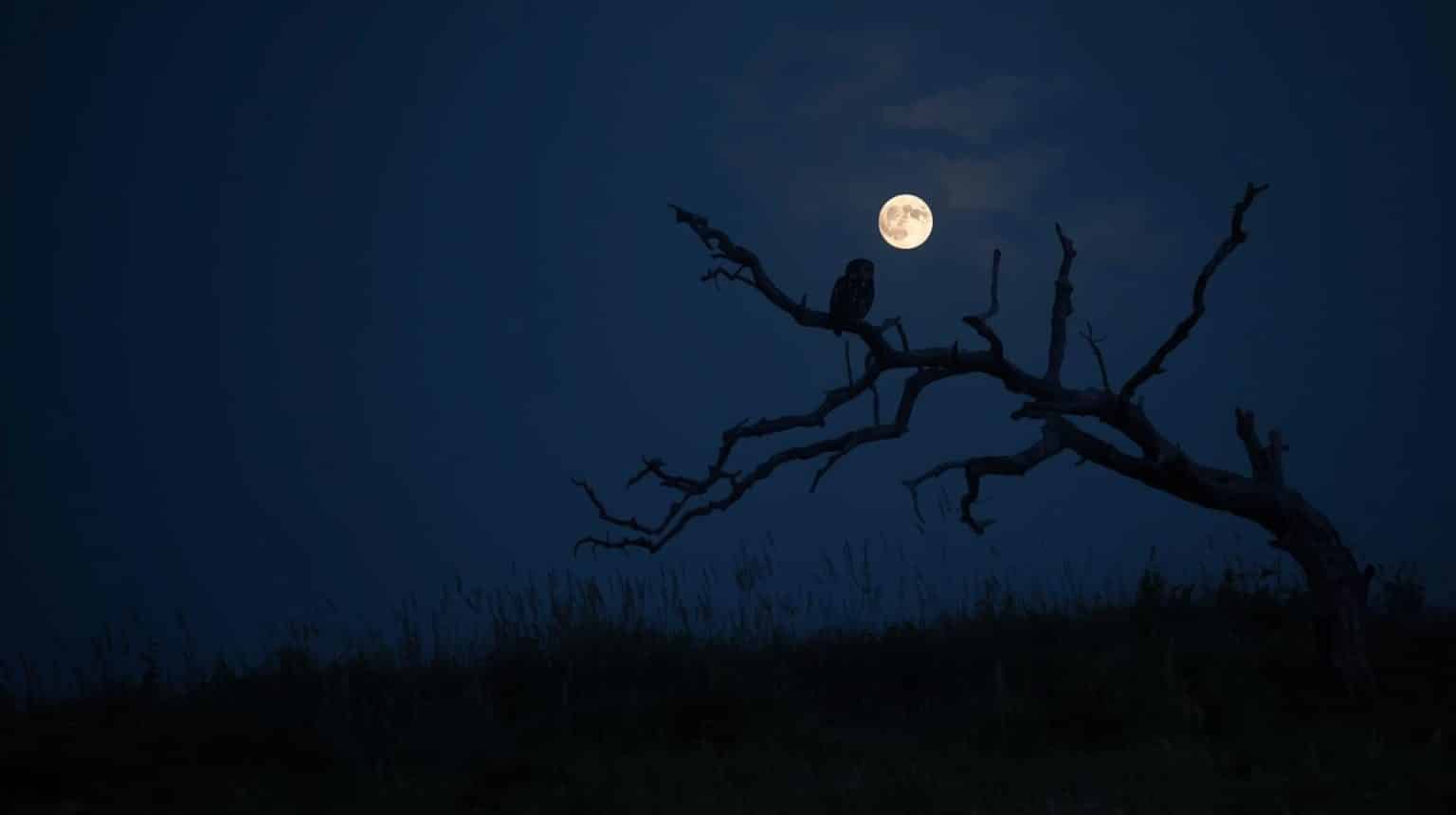 What Bird Chirps Loudly at Night: Discover the Nocturnal Songster and ...