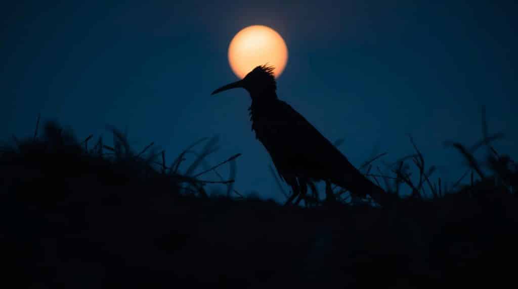 What Bird Chirps Loudly at Night: Discover the Nocturnal Songster and ...