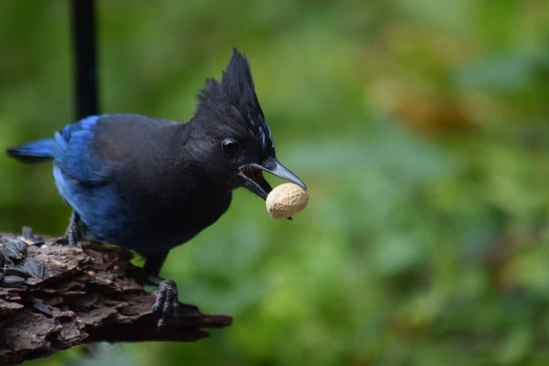 What Bird Eats Brazil Nuts: Discover the Nutcracker - Birds