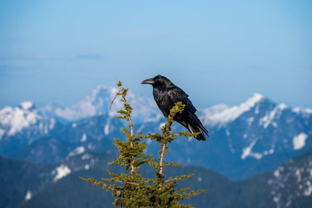 What Bird Lives in the Mountains: Discover Majestic Mountain Birds - Birds