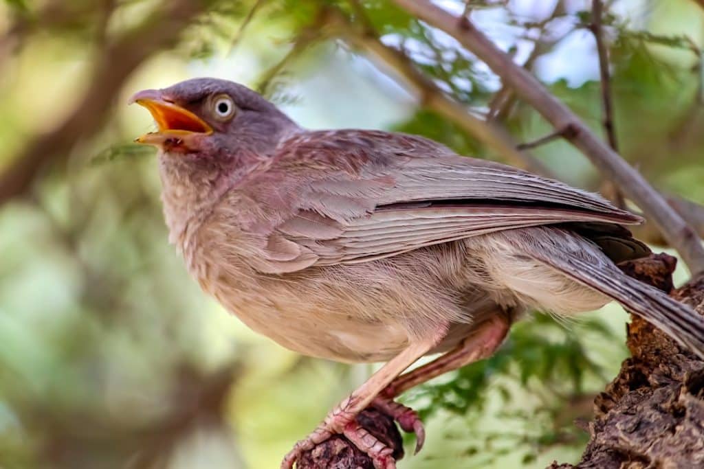 What Bird Makes a Knocking Noise: Discover the Mystery Bird! - Birds