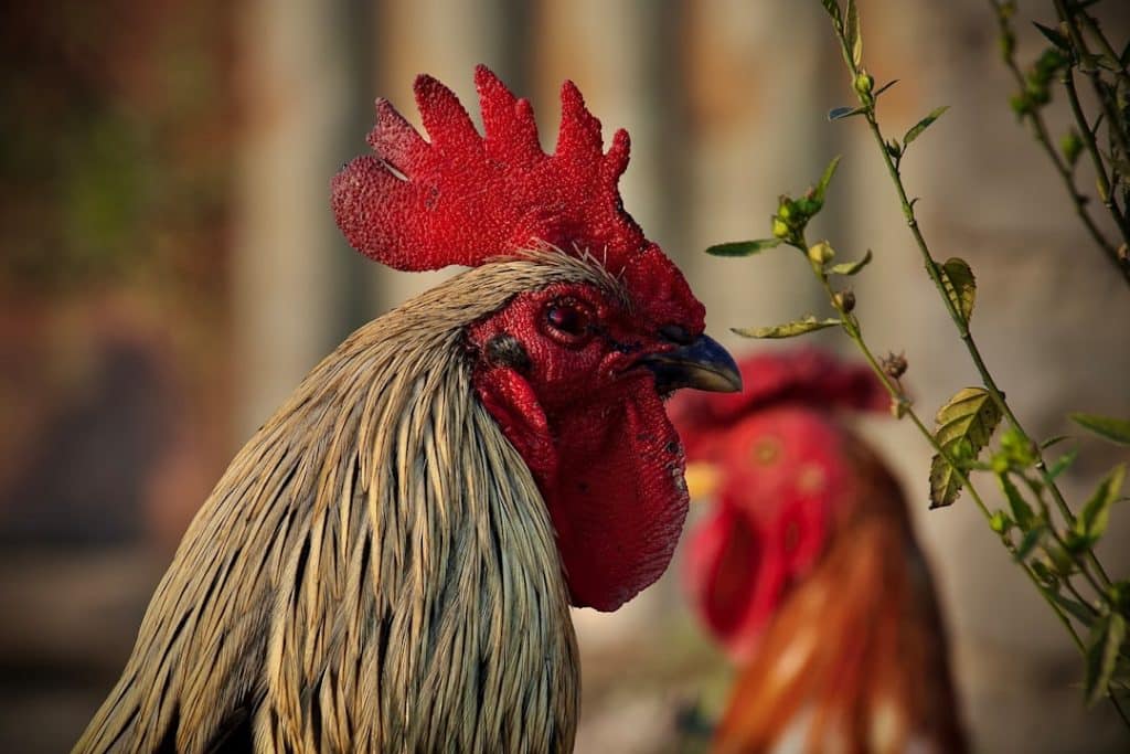 What Bird Sounds Like a Rooster? Surprising Birds Revealed