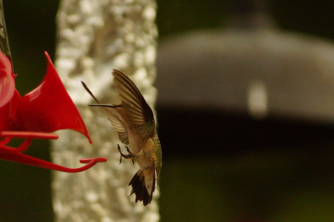 What Kind of Bird Catches Insects in Midair: Top Agile Hunters Revealed ...