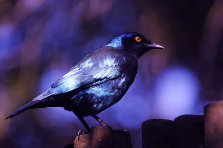 What Kind of Bird Makes Noise All Night: Fascinating Noisy Night Birds ...