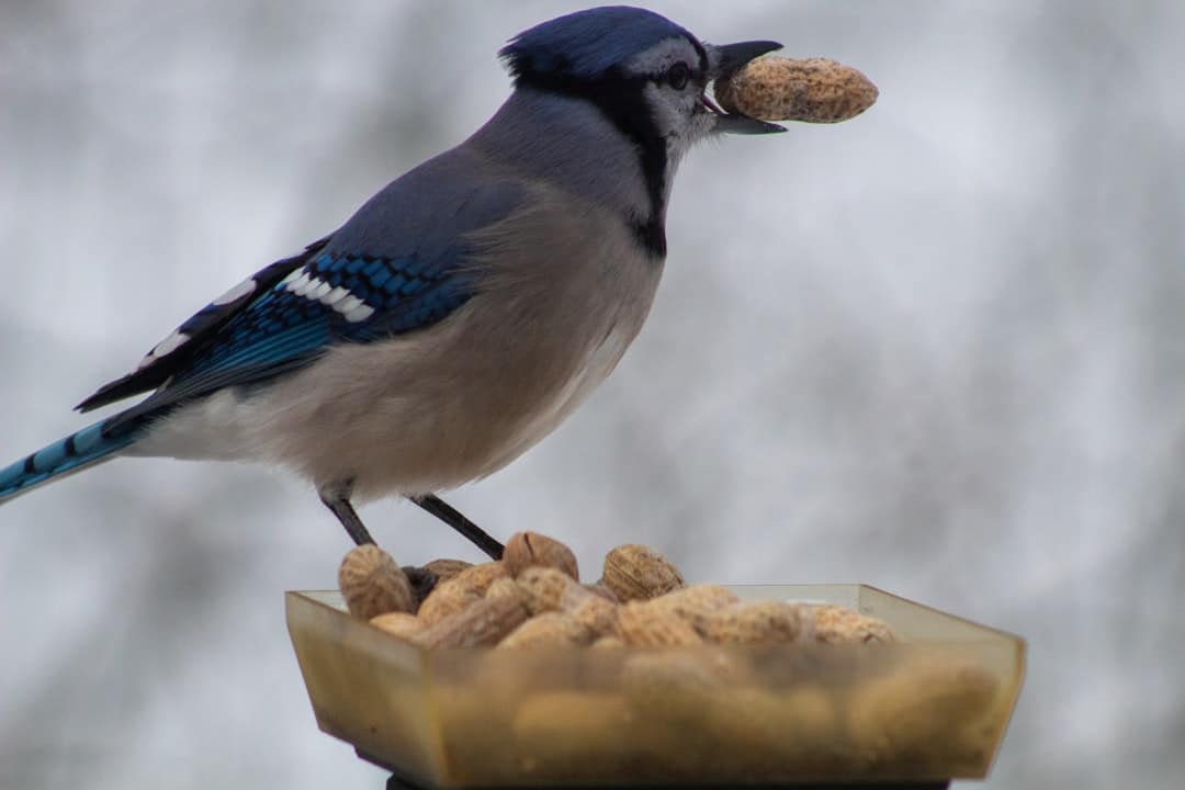 What Type of Bird Eats Large Hard Shelled Nuts: Amazing Birds That ...