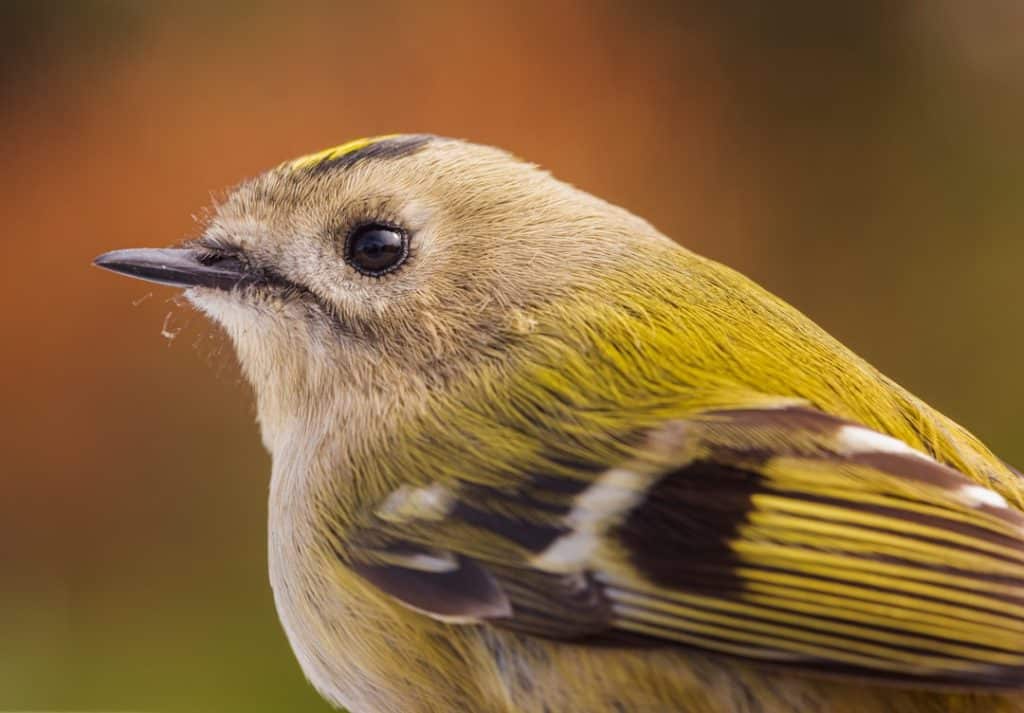 Which Birds Eat Worms? Top Species Explained (2026)