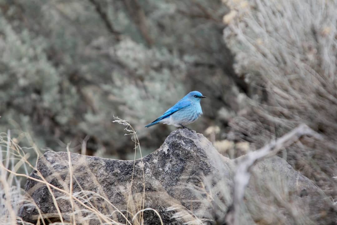 Why is the Mountain Bluebird Nevada'S State Bird: Stunning Symbolism ...