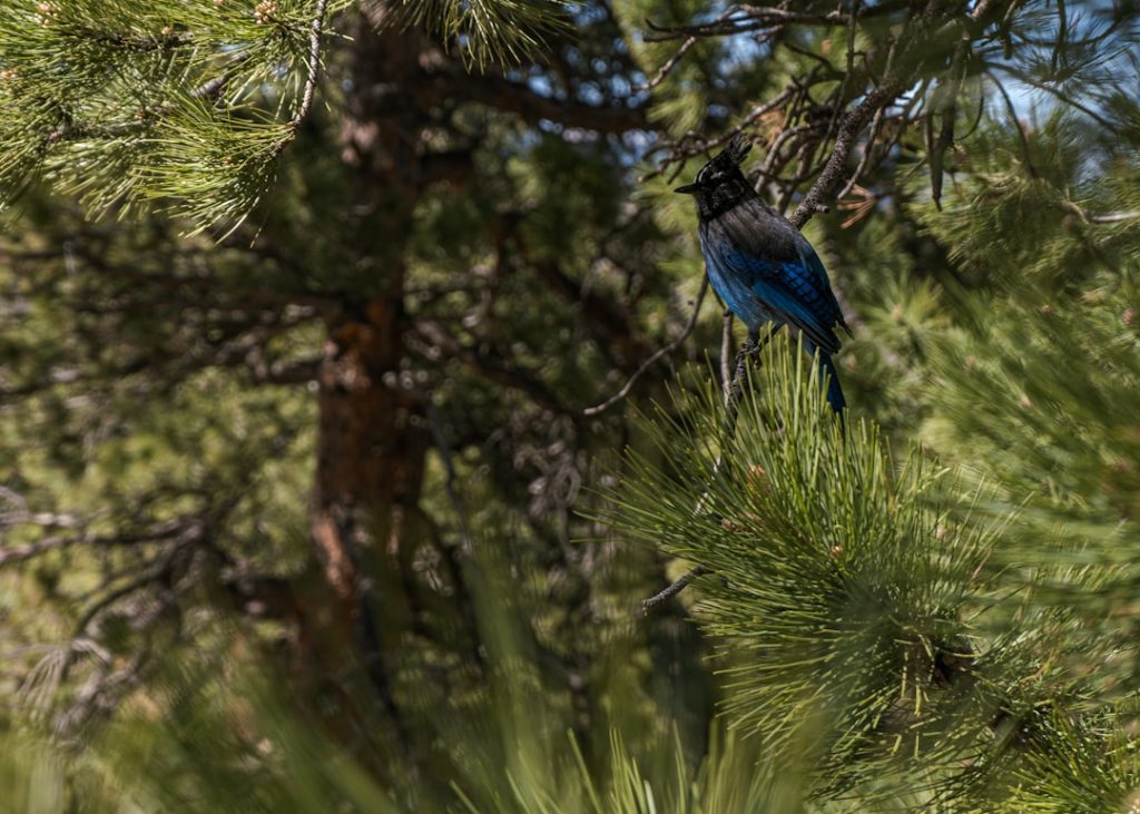 Why was the Mountain Bluebird Chosen for Nevada'S State Bird: Stunning ...
