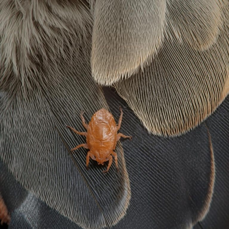 How to Treat Bird Lice: Effective Tips to Eliminate Infestation Fast ...