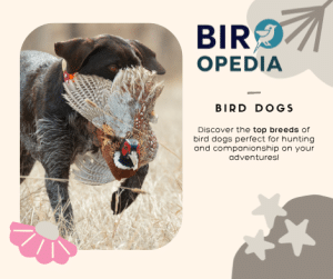 Bird Dog Species: Discover Top Breeds for Hunting - Birds
