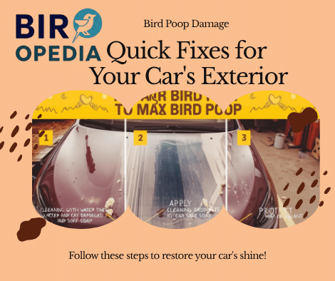 How to Fix Bird Poop Damage on Car: Easy Steps for Quick Repair - Birds
