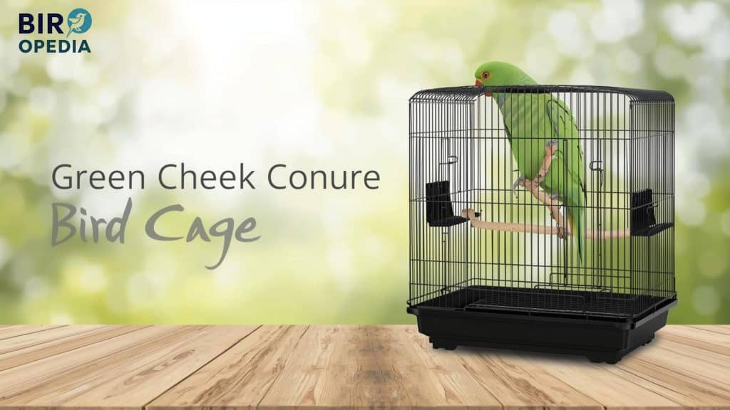 Green Cheek Conure Bird Cage: Best Spacious and Durable Options - Birds