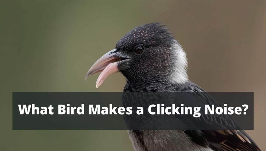 What Bird Makes a Clicking Noise: Uncover Surprising Species - Birds