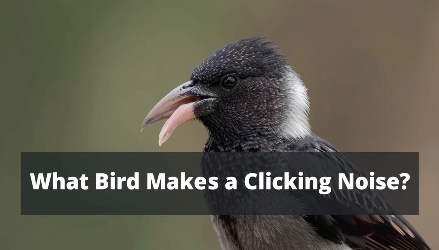 What Bird Makes a Clicking Noise: Uncover Surprising Species - Birds