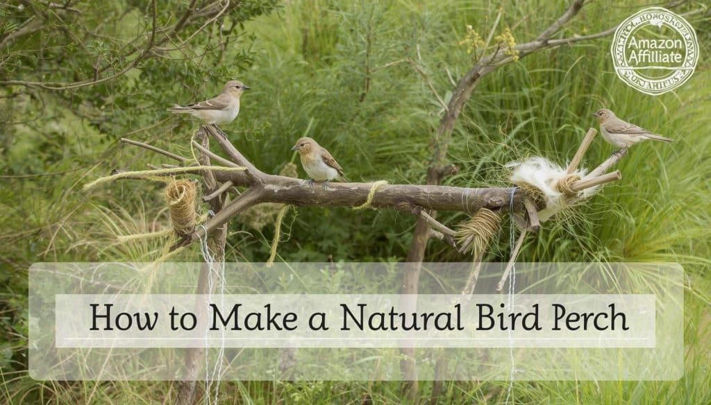 How to Make a Natural Bird Perch: Easy DIY Tricks Every Bird Owner ...