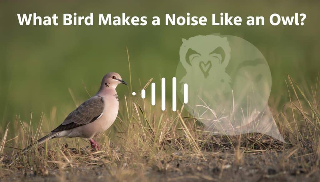 What Bird Makes a Noise Like an Owl: Surprising Sound Mimics Revealed ...