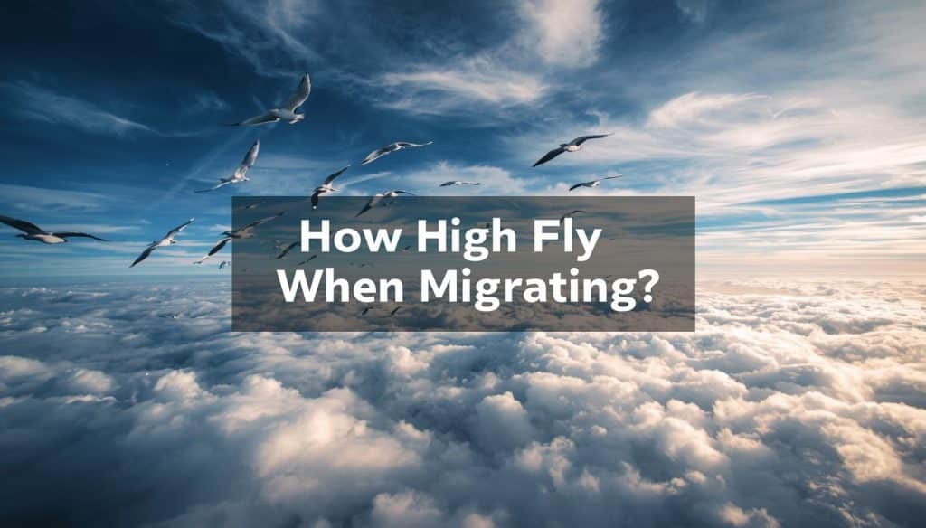 How High Do Birds Fly When Migrating: Amazing Facts About Their ...