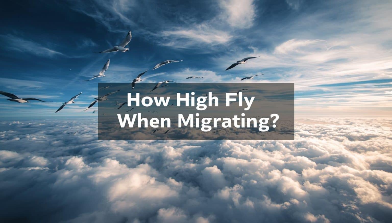 How High Do Birds Fly When Migrating: Amazing Facts About Their ...