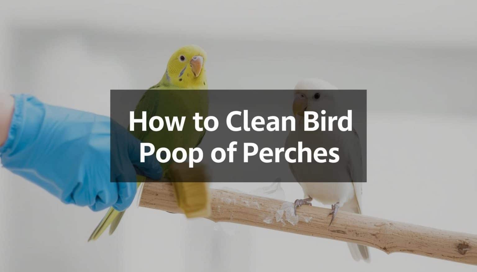 Effortless Tips for How to Clean Bird Poop off Perches