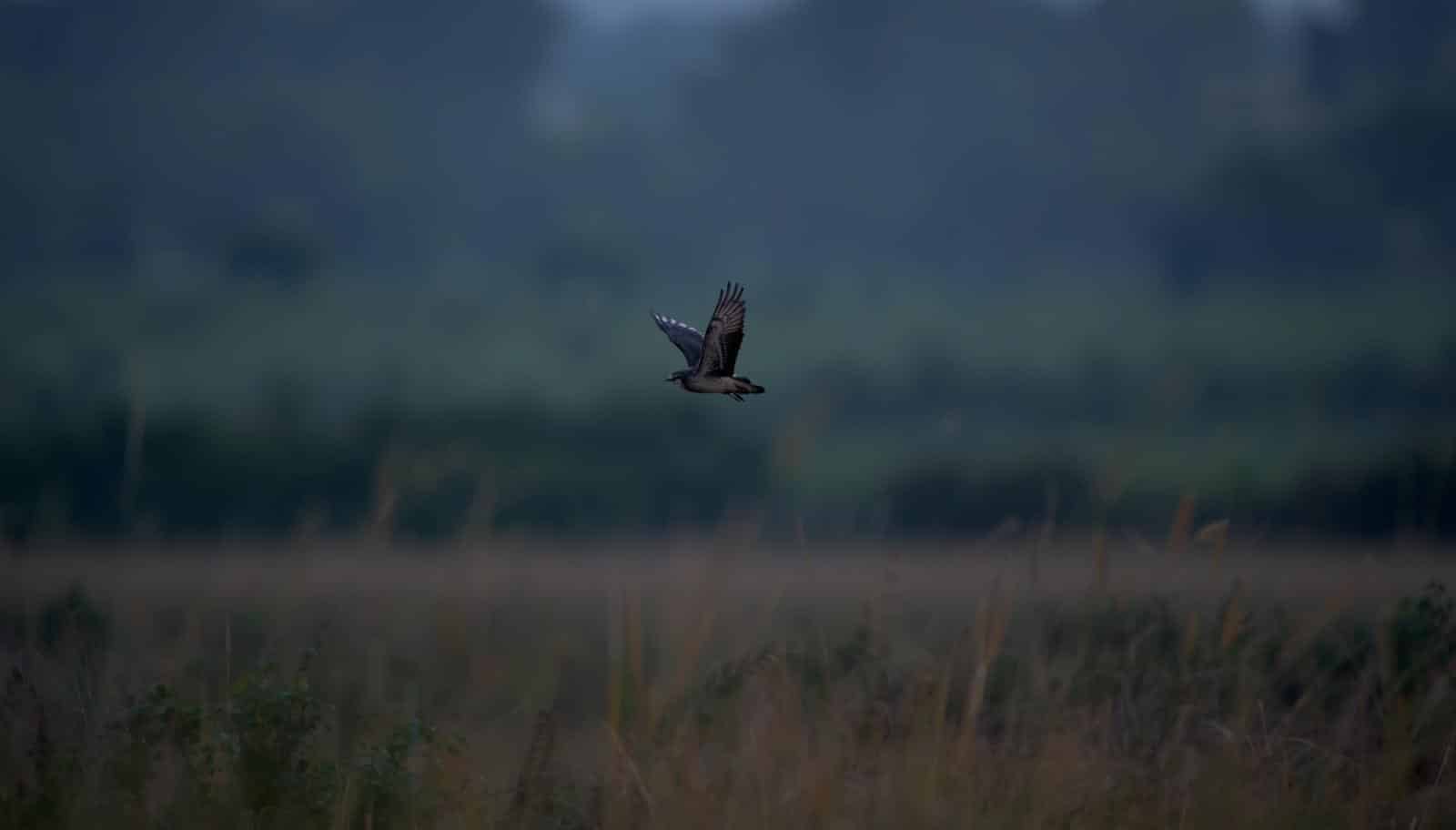 Which Bird Makes Noise at Night: Discover the Mysterious Callers - Birds