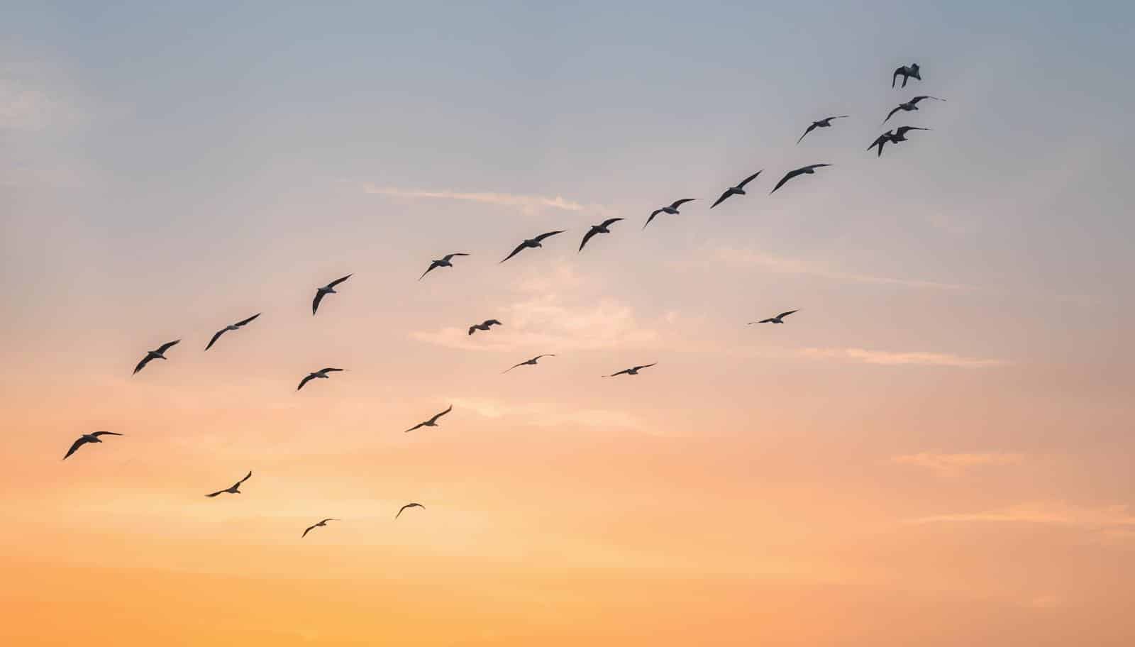 How Do Birds Know When to Migrate: Amazing Secrets That Will Surprise ...