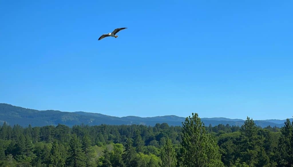 A Noise That a Bird Makes: The Ultimate Guide to Bird Communication - Birds