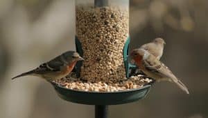 How to Choose Bird Seed: Ultimate Guide for Happy Wild Birds - Birds